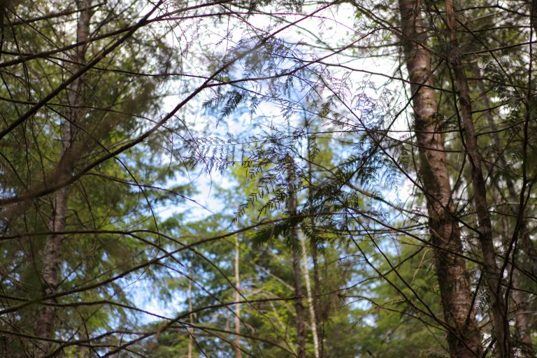 Teaching young foresters in forestry country - Washington's Working Forests