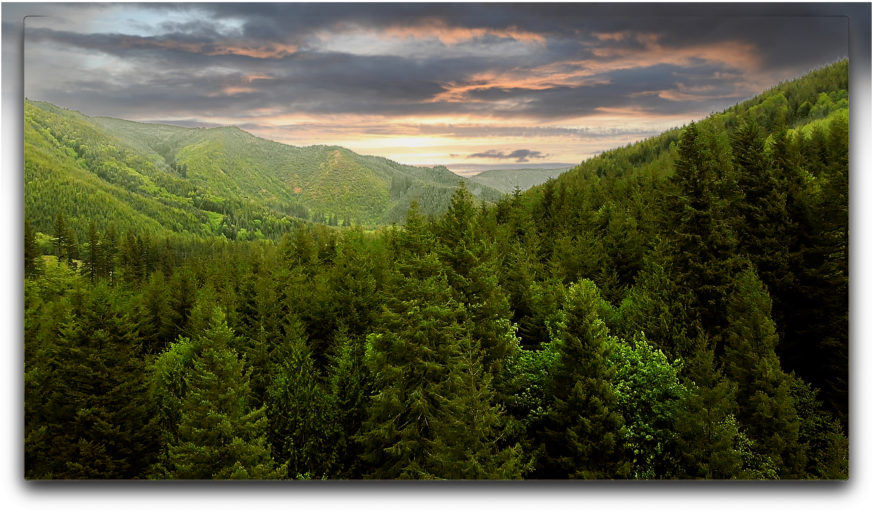 Washington's Working Foresters - Washington's Working Forests